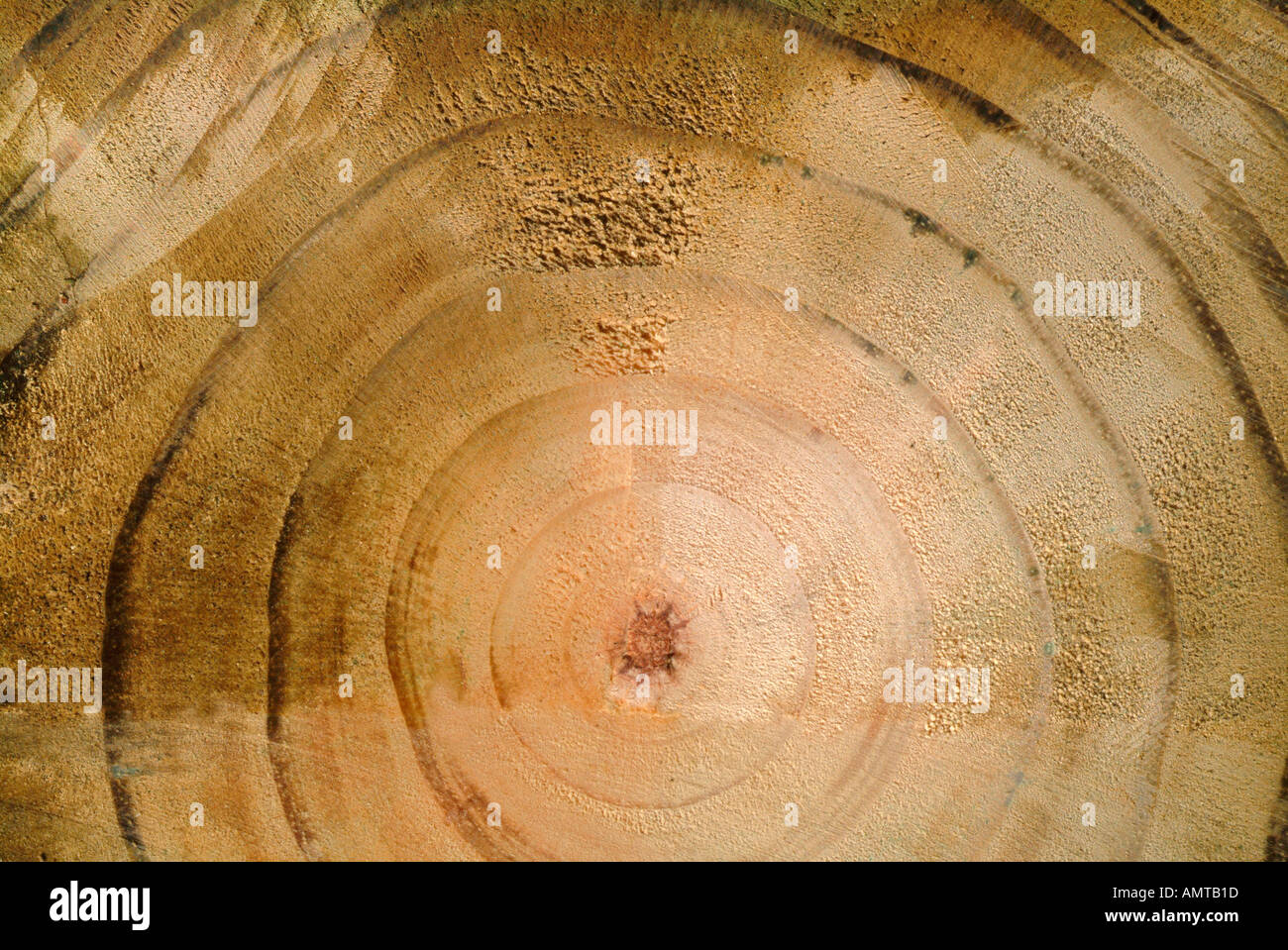 End grain hi-res stock photography and images - Alamy