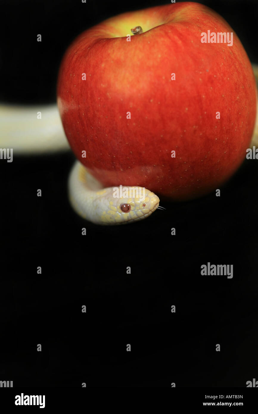 White Kingsnake and red apple isolated on black Stock Photo - Alamy