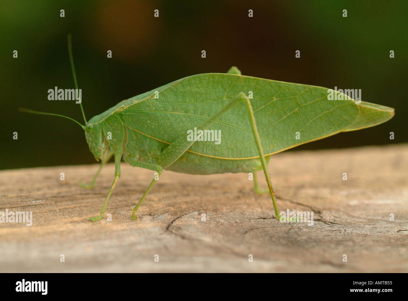 Angular winged katydid hi-res stock photography and images - Alamy