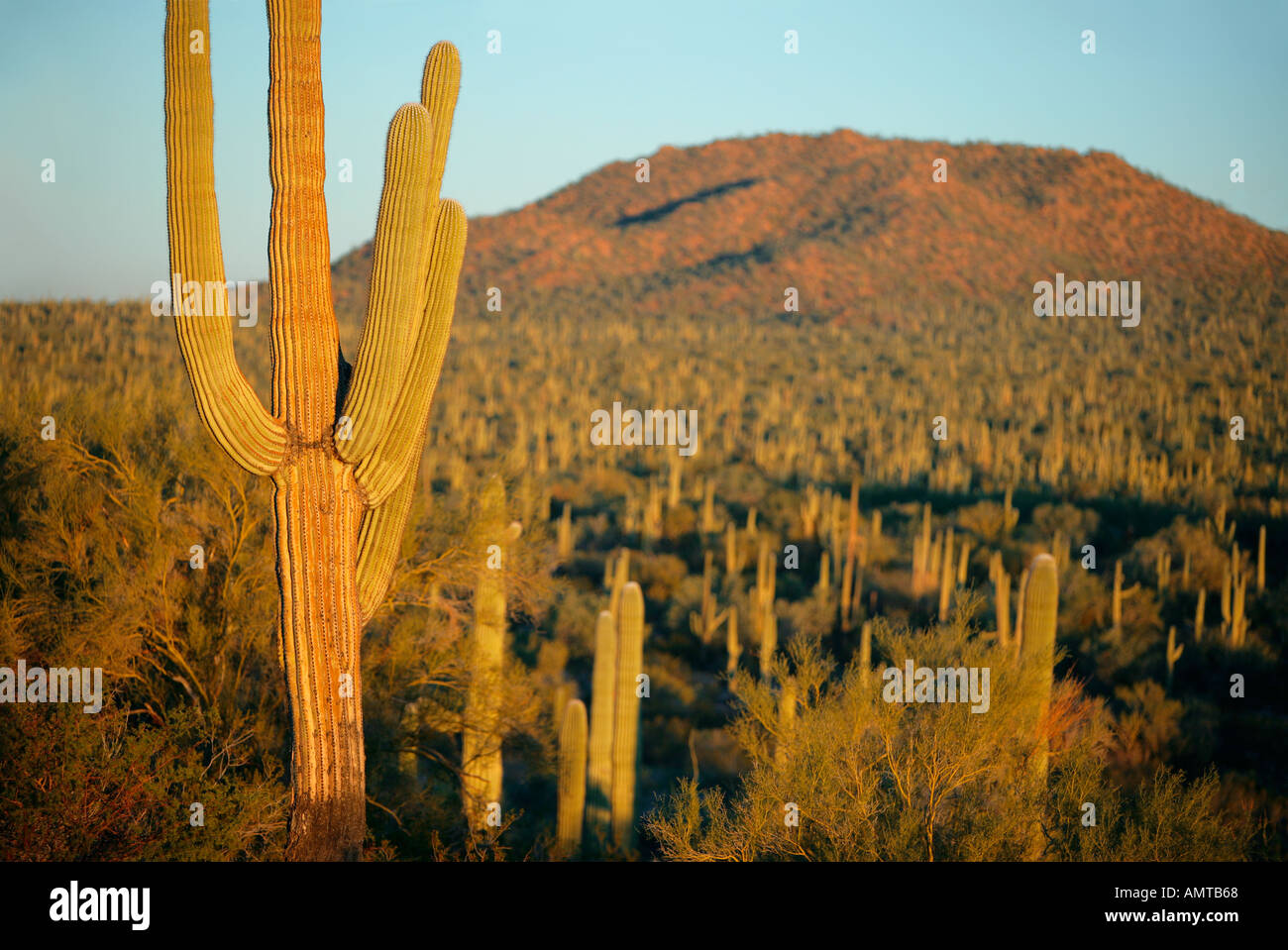 Large saguaro cactus soaking up the Sonoran desert sun in southern ...