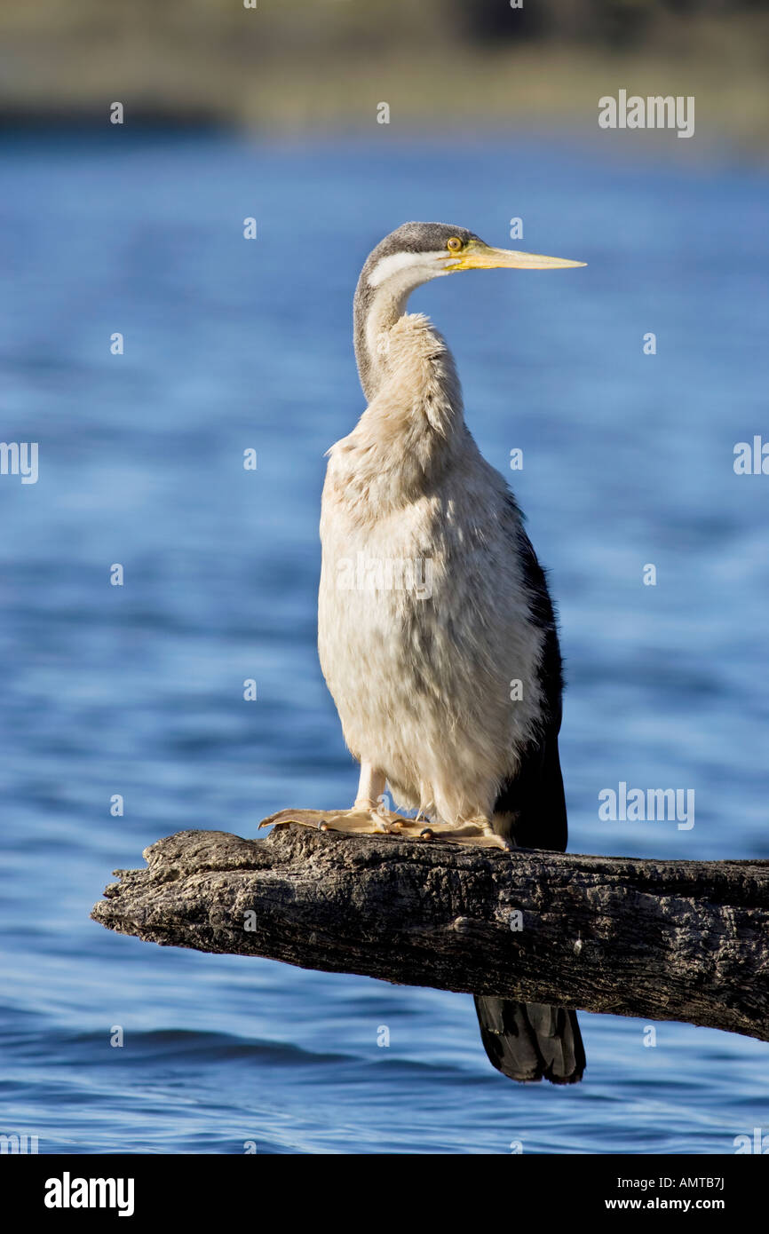 Australian Darters High Resolution Stock Photography and Images - Alamy