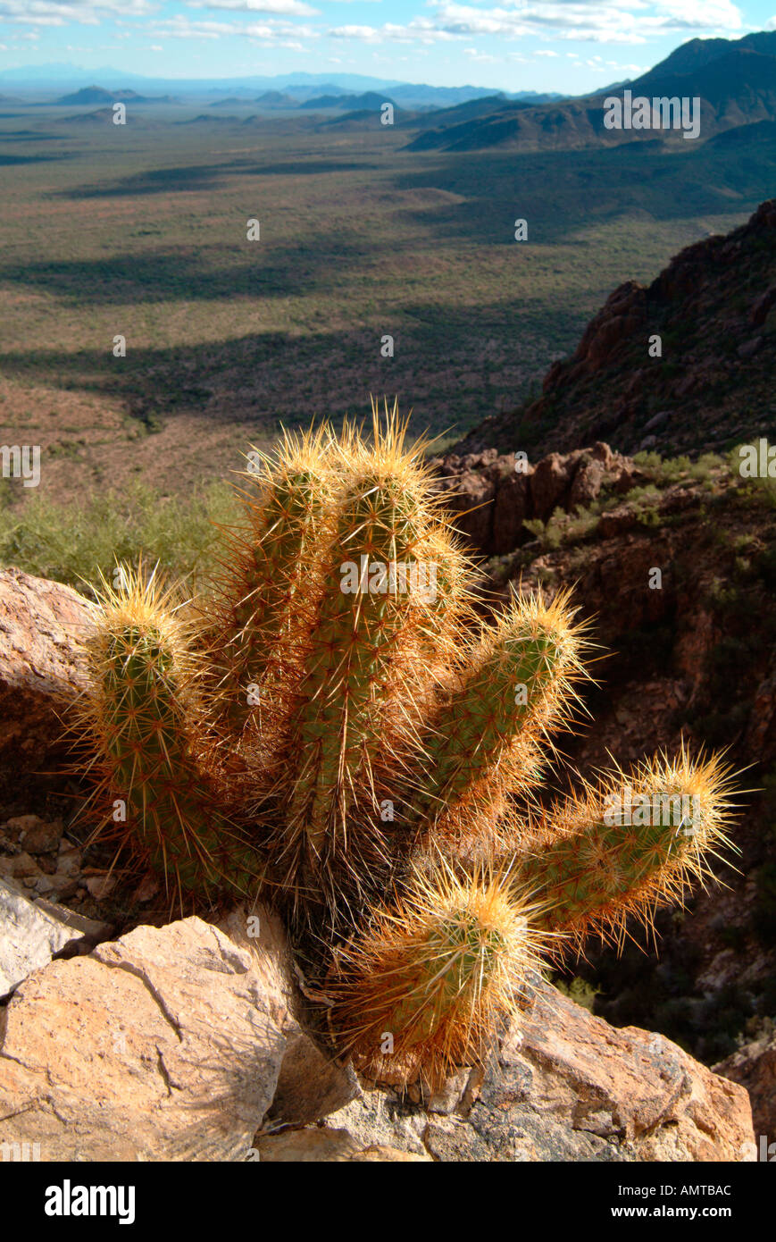 Golden hedgehog cactus hi-res stock photography and images - Alamy