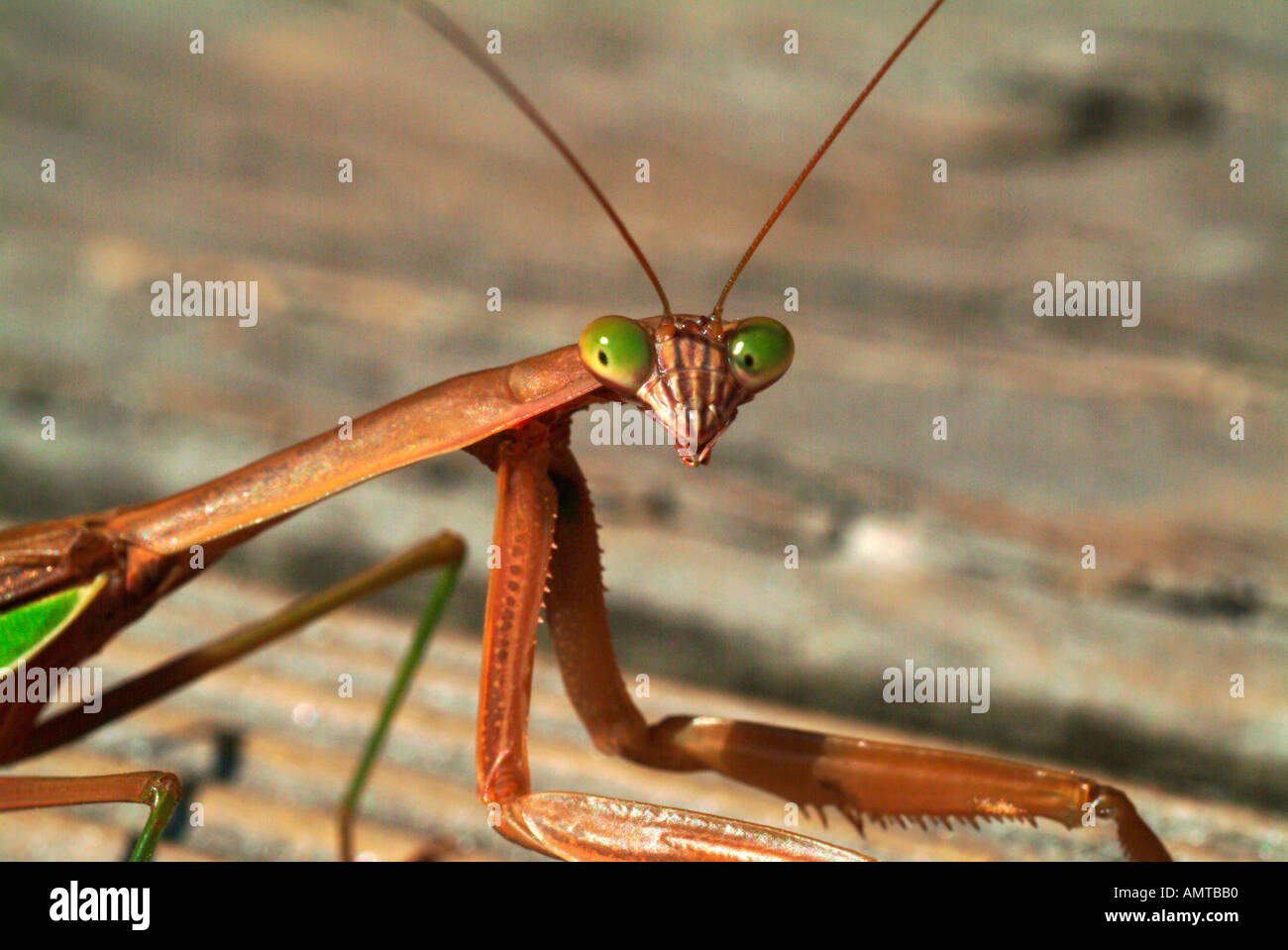 Close up antennae hi-res stock photography and images - Alamy