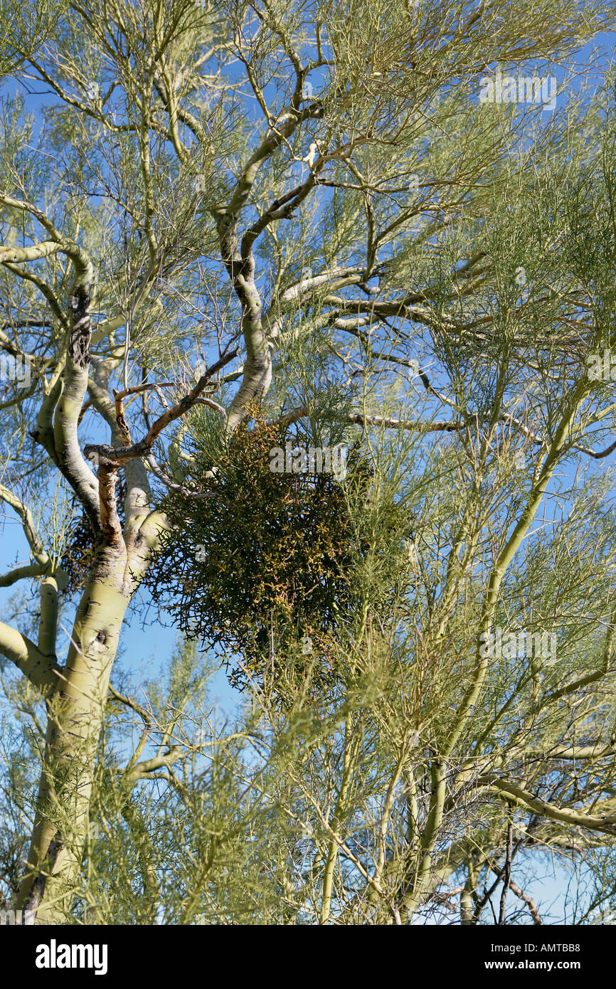 Desert mistletoe parasite hi-res stock photography and images - Alamy