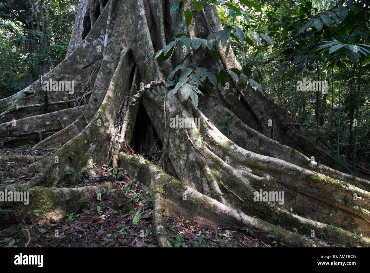 Strangler Fig Tree Ficus sp Rio Tigre Jungle Iquitos Peru Stock Photo ...