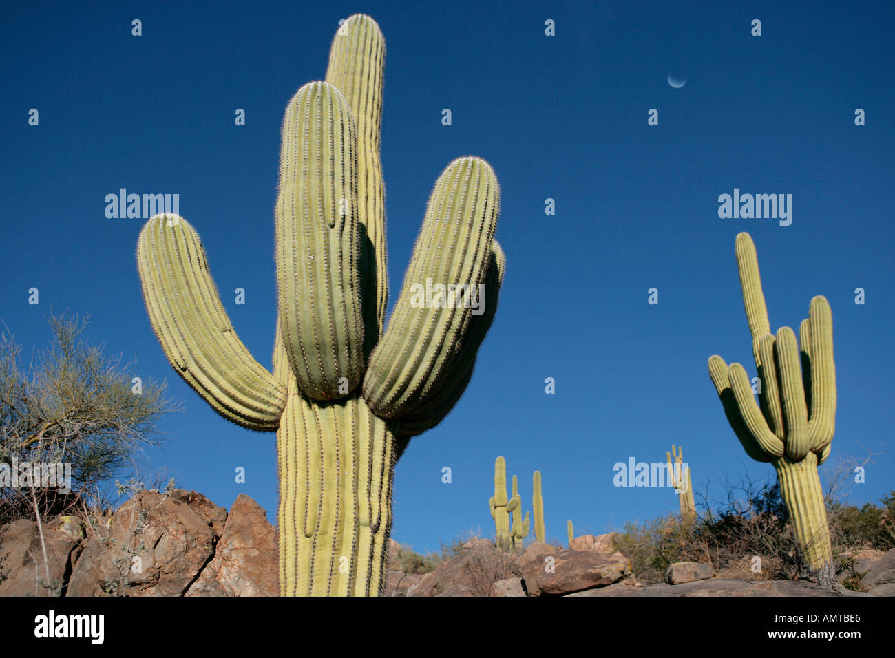 Very large saguaro cactus hi-res stock photography and images - Alamy