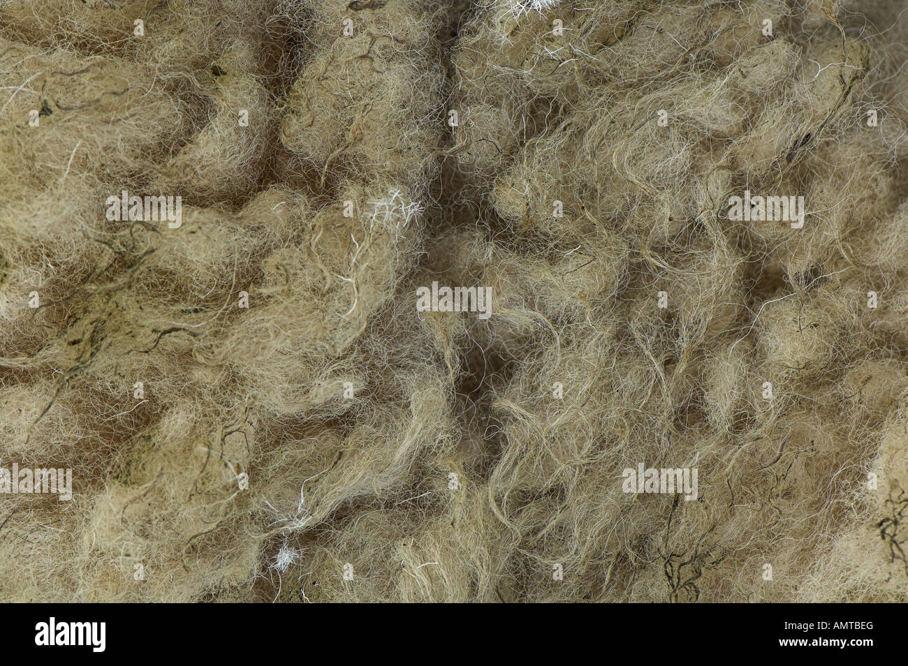 Sheeps wool close up Stock Photo - Alamy
