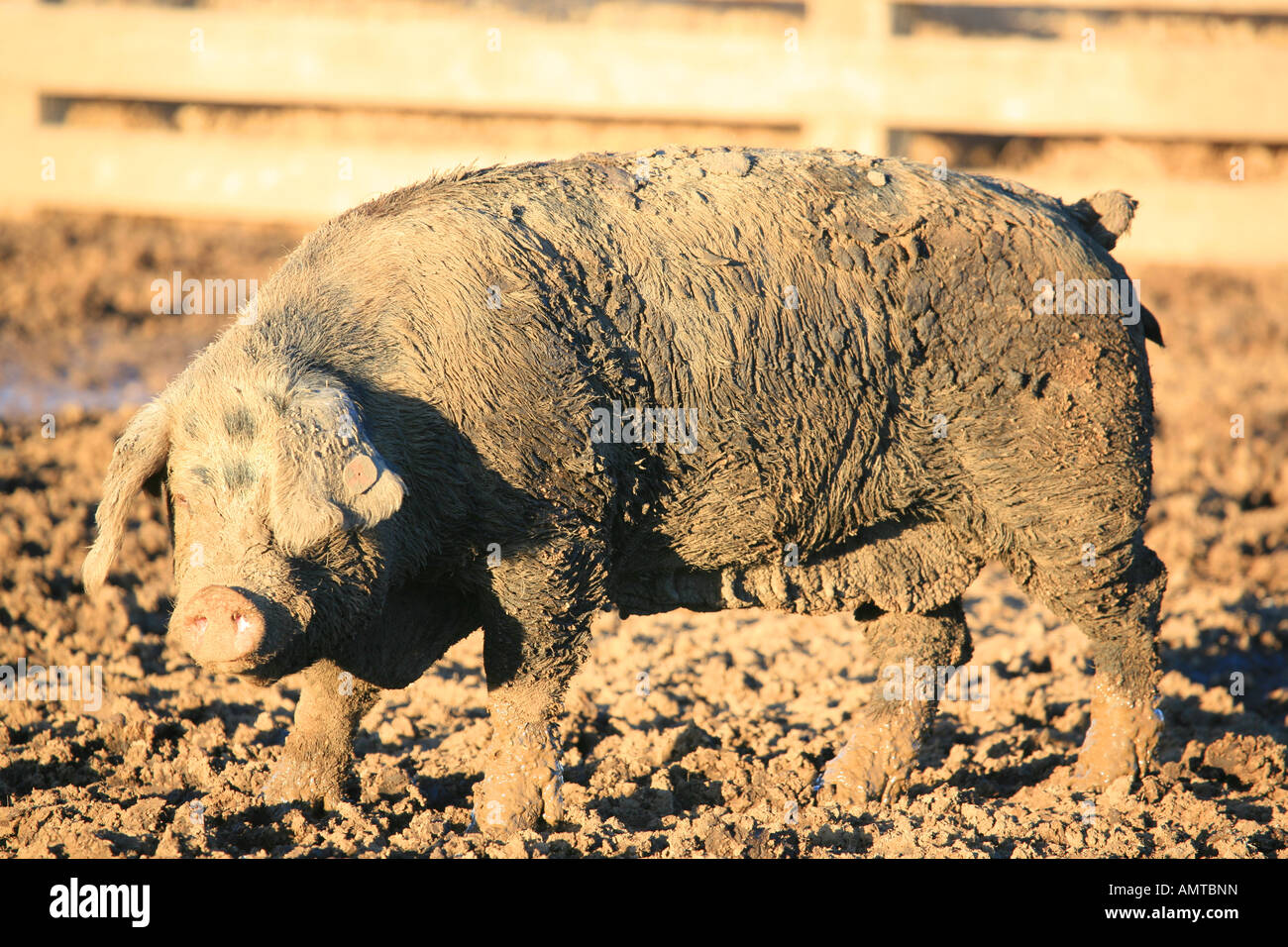 Muddy pigs pig sty hi-res stock photography and images - Alamy