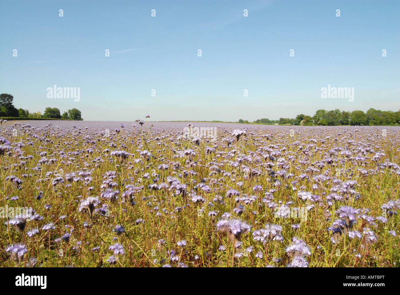Summer crop of linseed in flower in field Stock Photo - Alamy