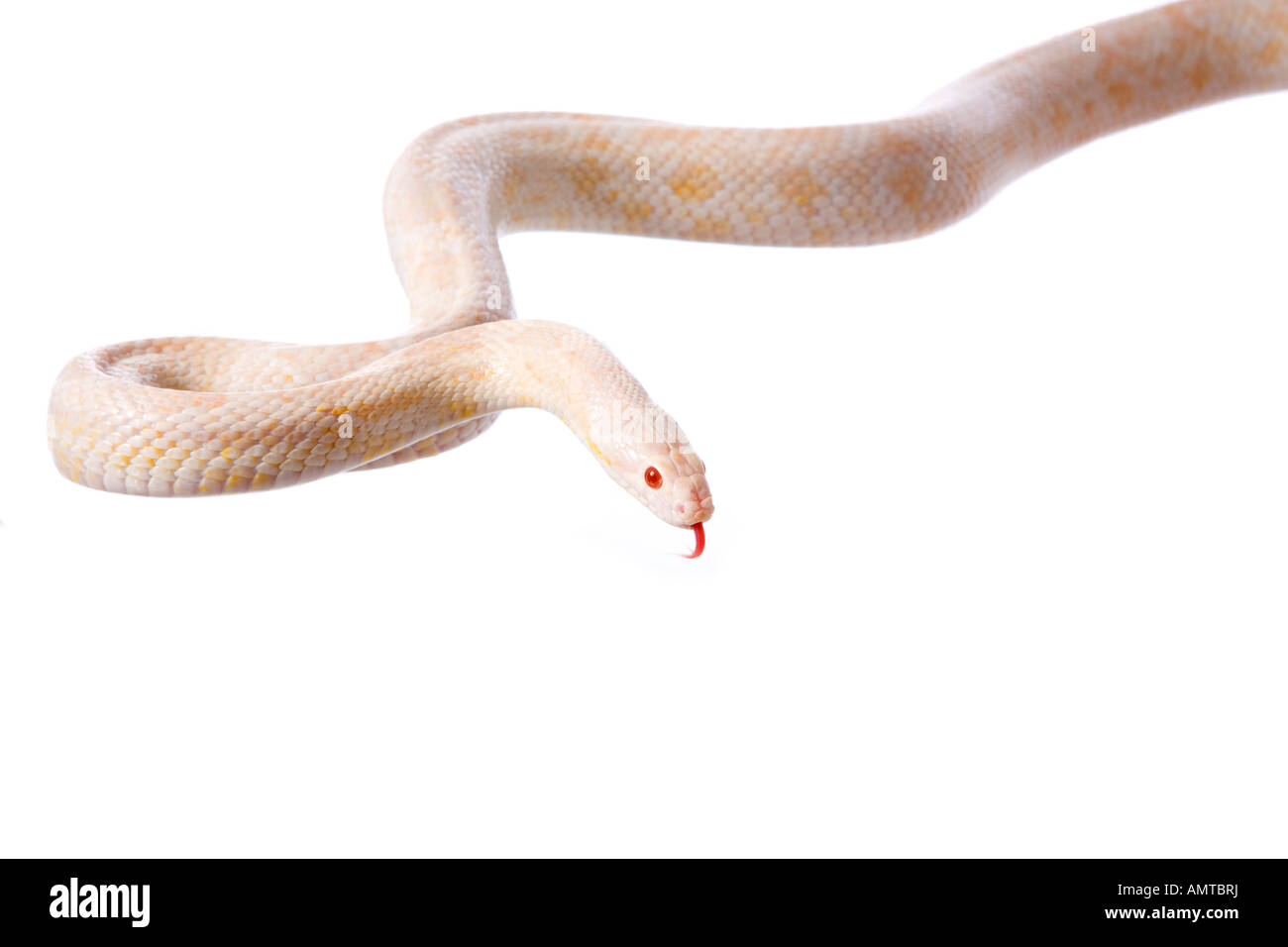 White Corn Snakes
