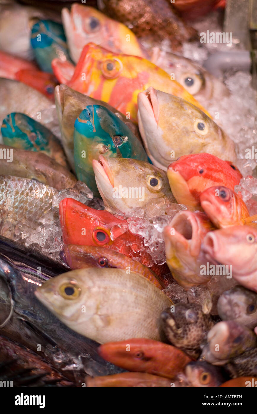 Colorful fish displayed Stock Photo - Alamy