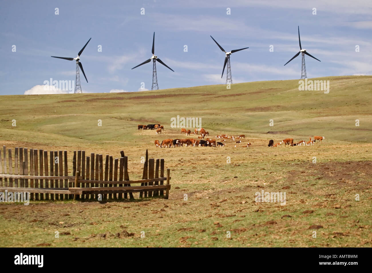 Wind power, Canada, Alberta, windmills and cows in southern Alberta ...
