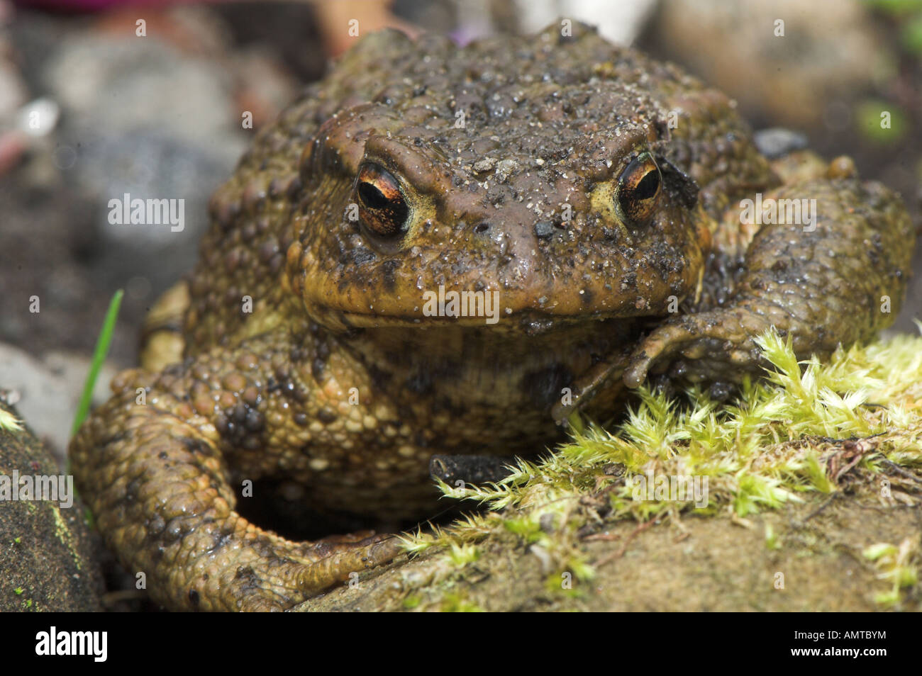 Garden toad hi-res stock photography and images - Alamy
