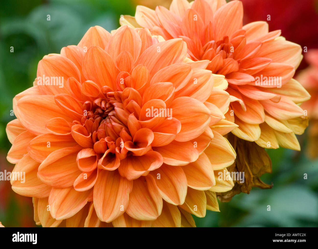 Orange dahlias blooming Stock Photo - Alamy