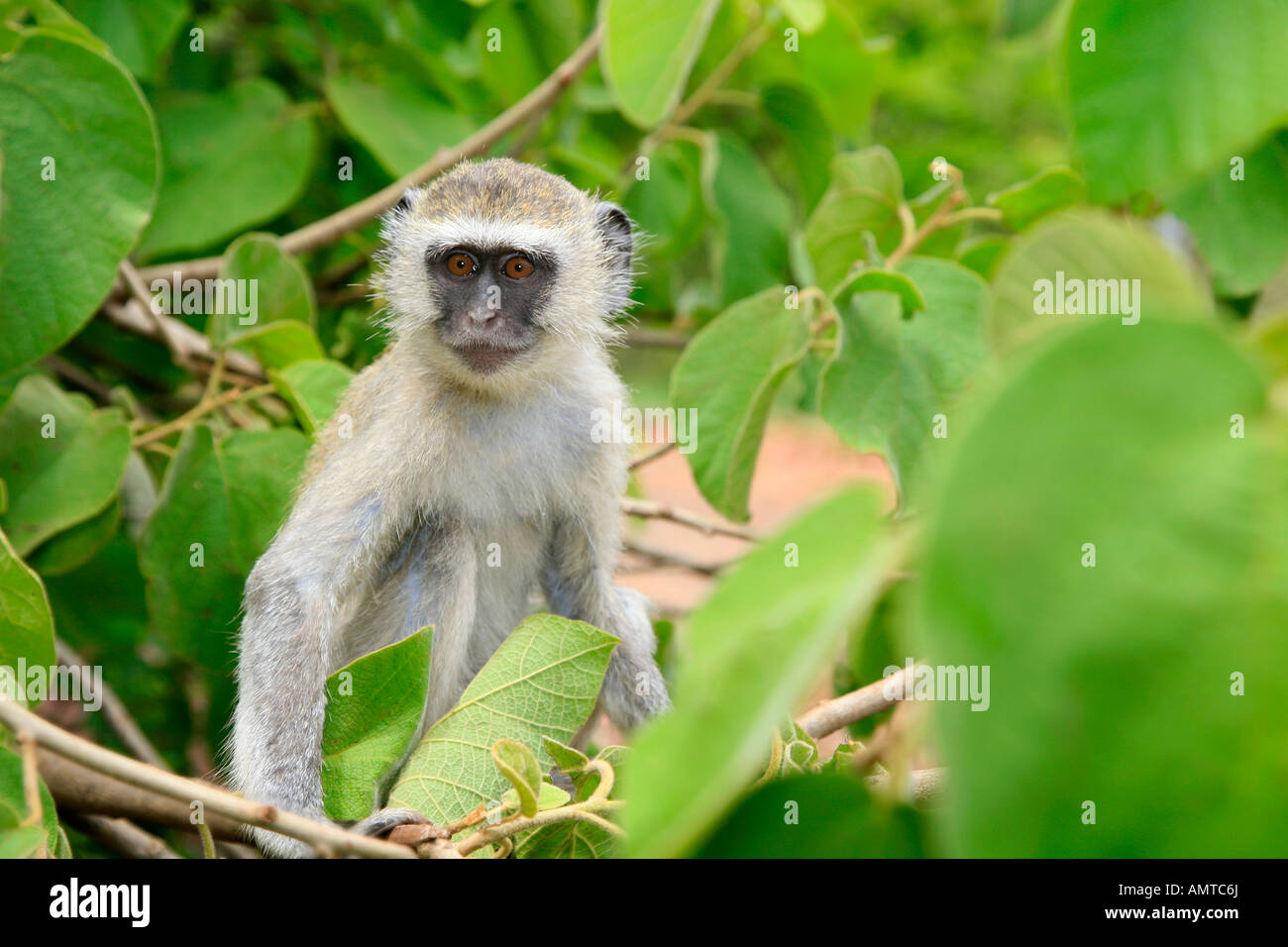 Cute young wild Vervet Monkey (Chlorocebus pygerythrus) with intense ...