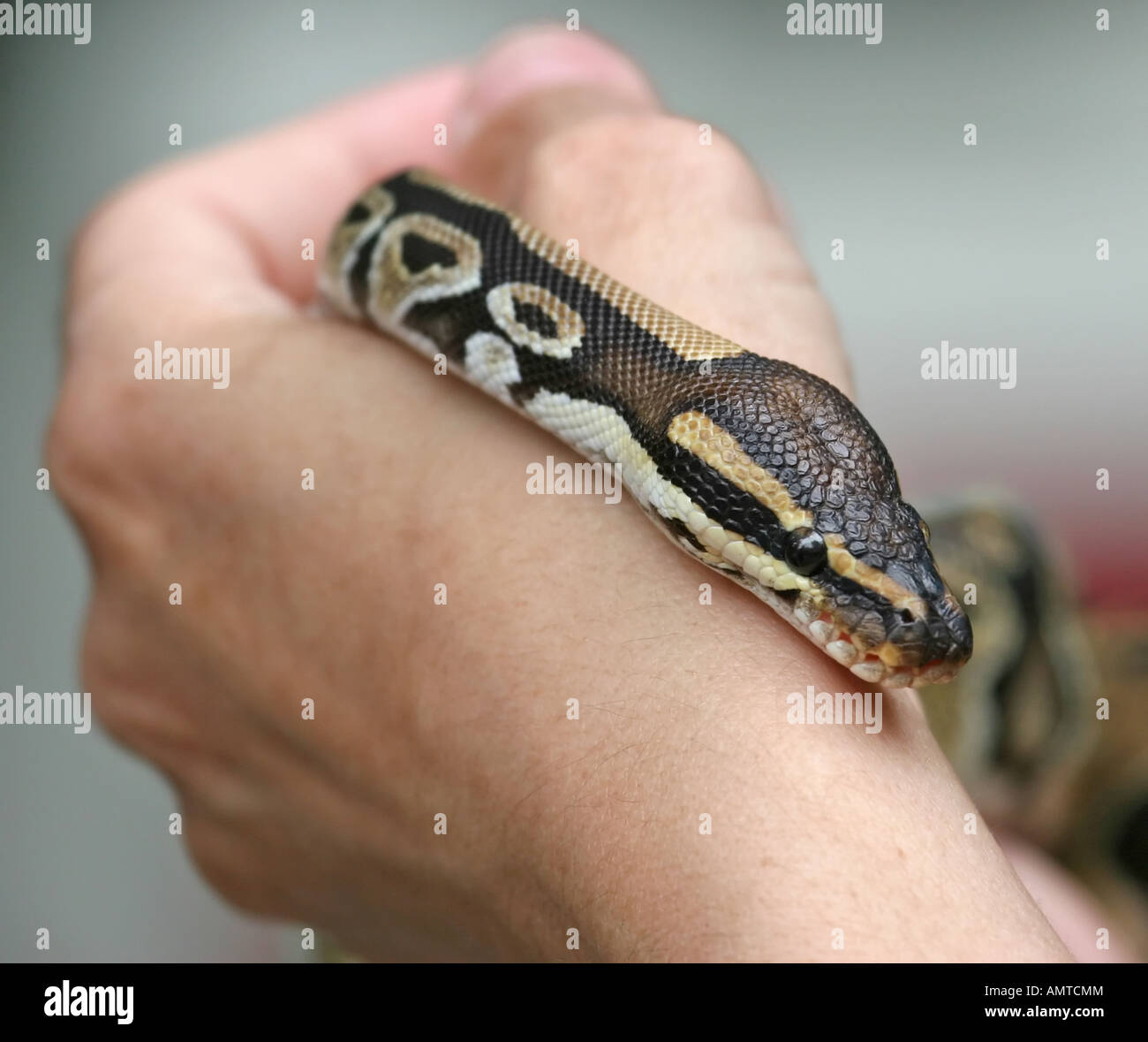 Hand holding snake hi-res stock photography and images - Alamy