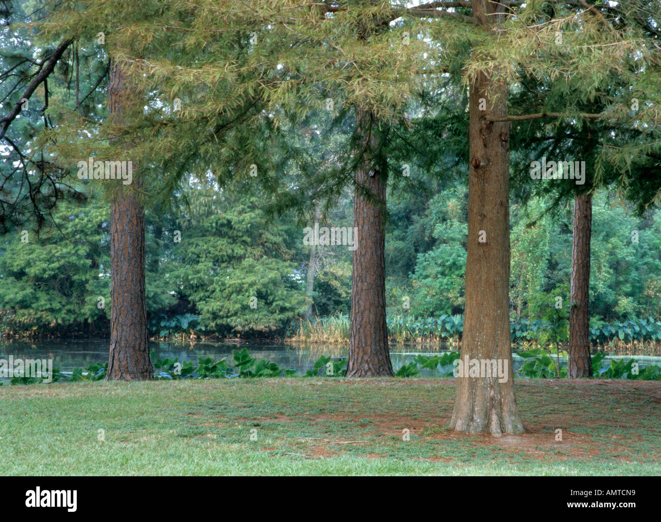 Four Trees, Audubon Park, New Orleans Stock Photo - Alamy