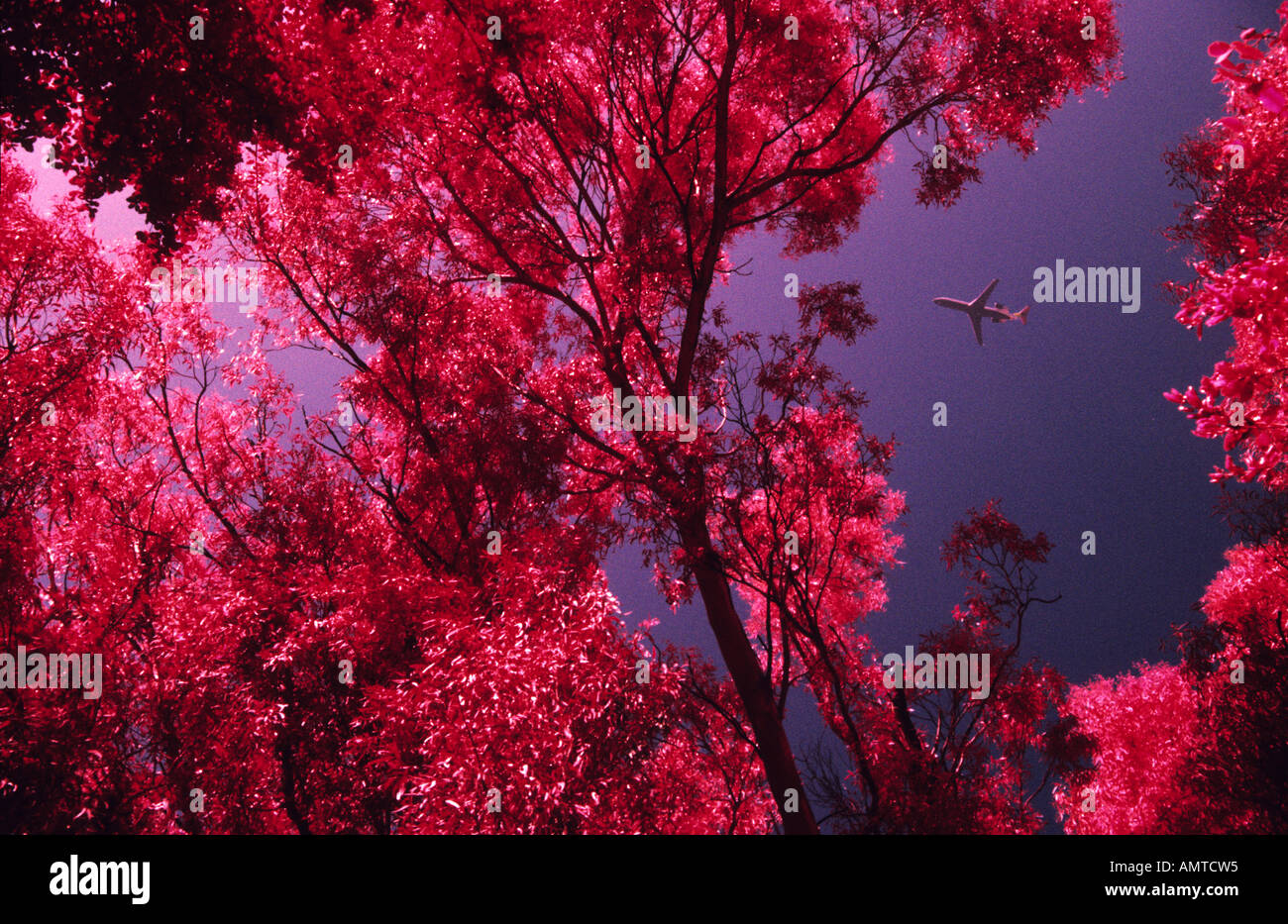 Color Infrared Image of Trees and a Plane Stock Photo - Alamy