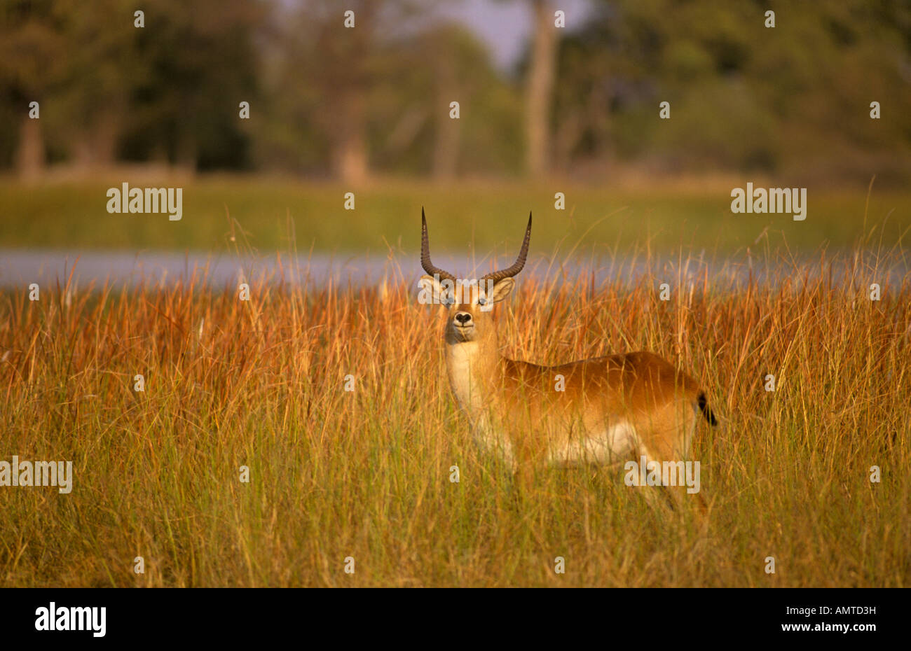 A Red lechwe bull (Kobus leche) standing in the grass Stock Photo - Alamy