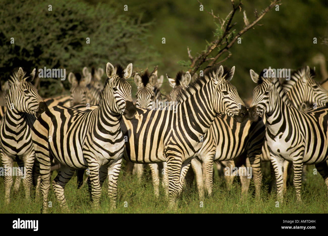 A herd of Burchell's zebra bunched together (equus burchelli Stock ...