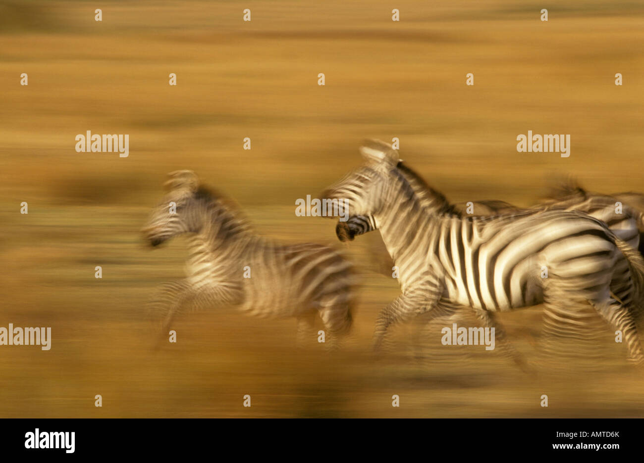A blurred group of zebra running towards the Mara River Stock Photo - Alamy