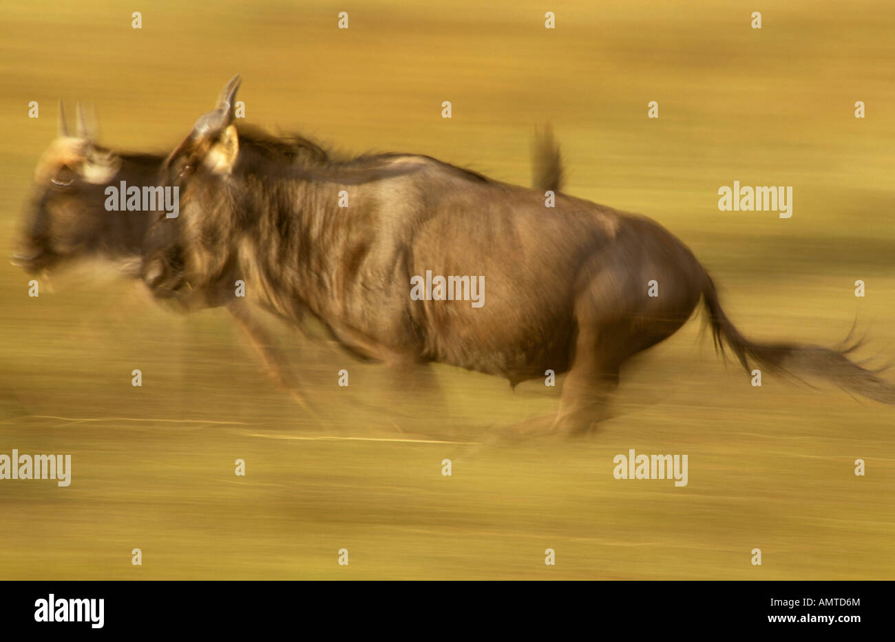 A blurred shot of two wildebeest running at full speed during their ...