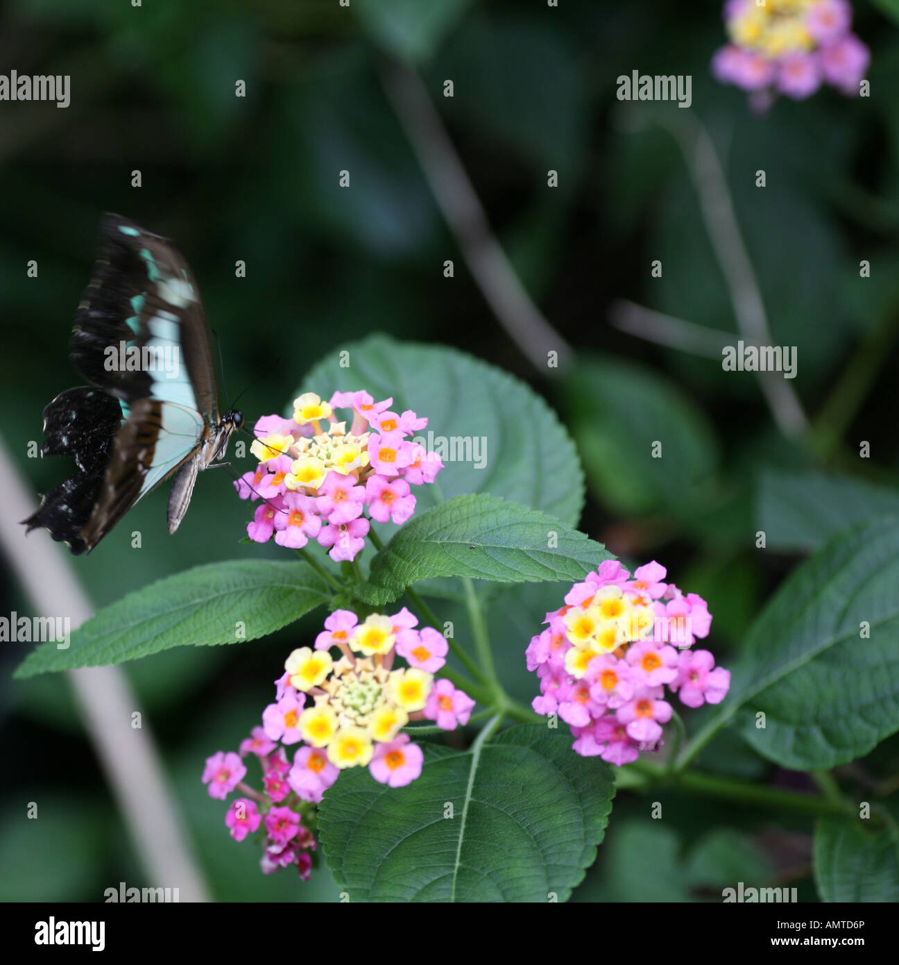 Blue-Banded Swallowtail Butterfly Stock Photo - Alamy
