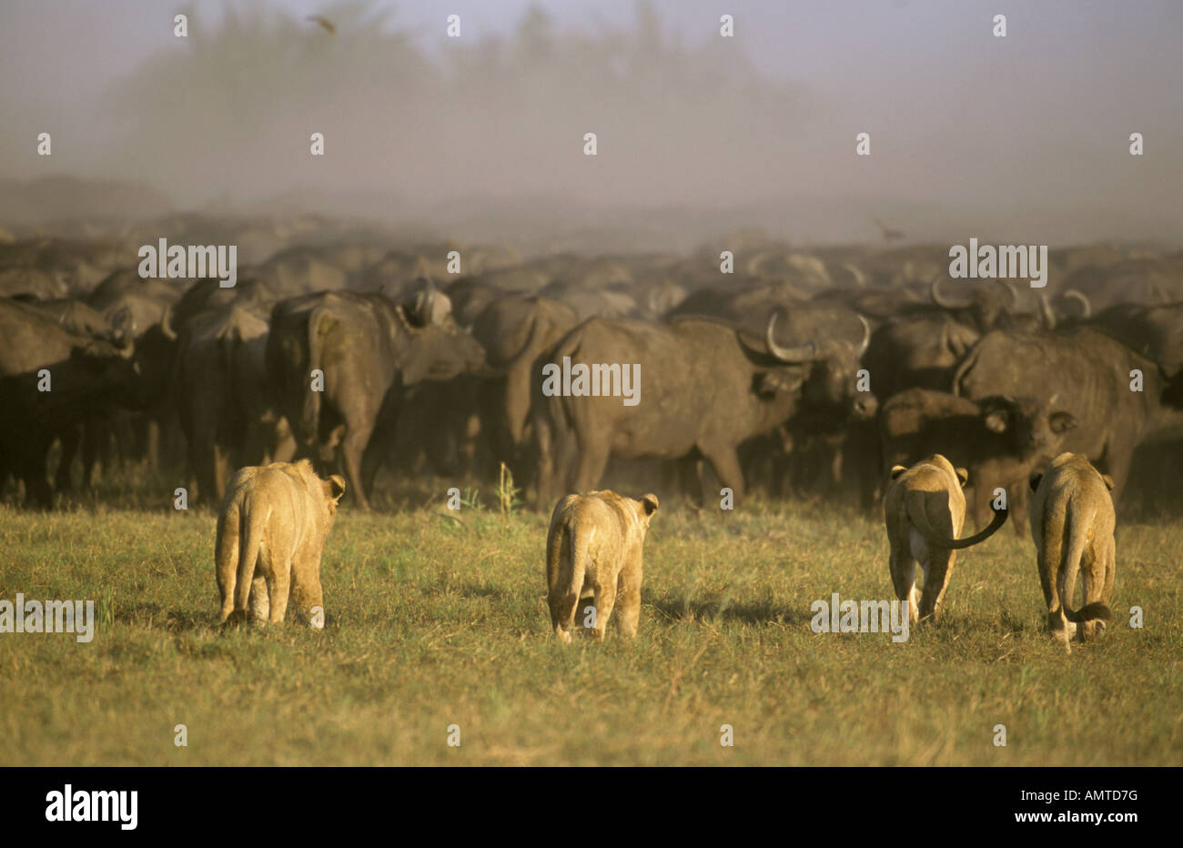 A group of four lions approaching a herd of buffalo Stock Photo - Alamy