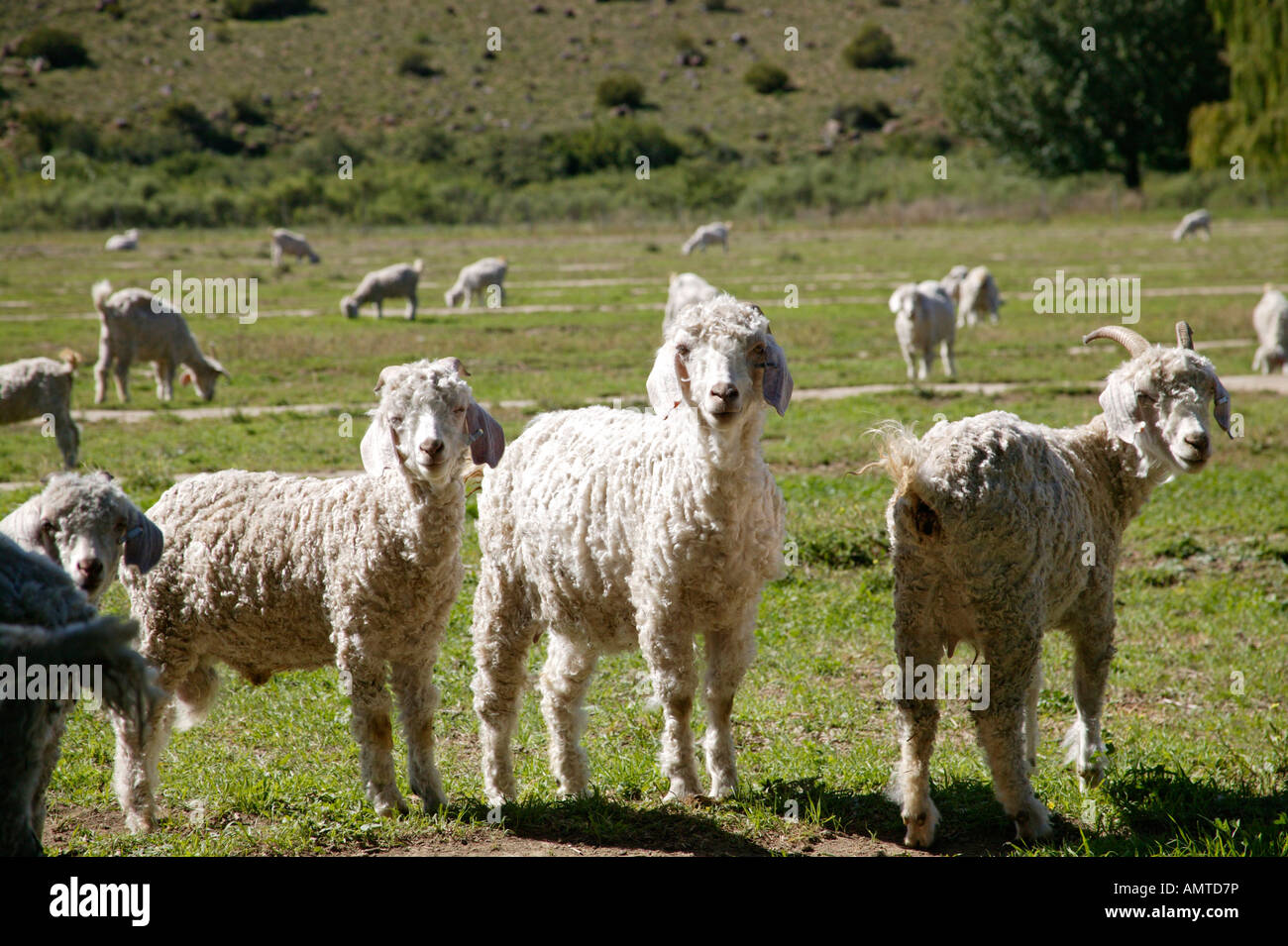 Black Angora Goat