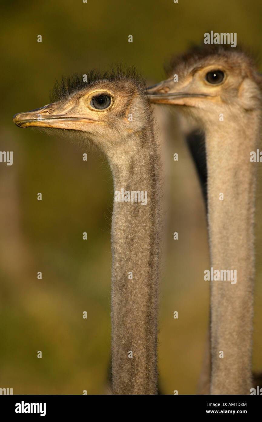 Portrait of two ostrich females Stock Photo - Alamy