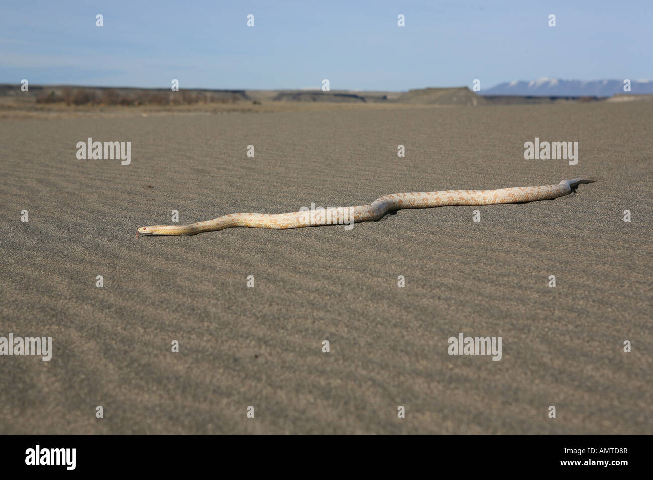 White corn snake in the desert sand Stock Photo - Alamy