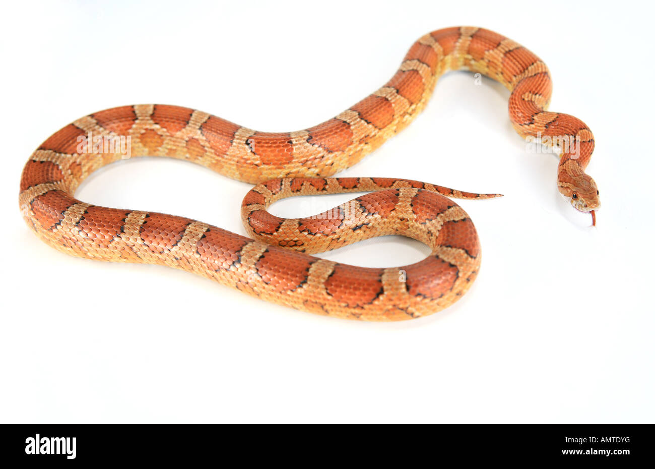 Orange Corn Snake isolated on white backgound Stock Photo - Alamy