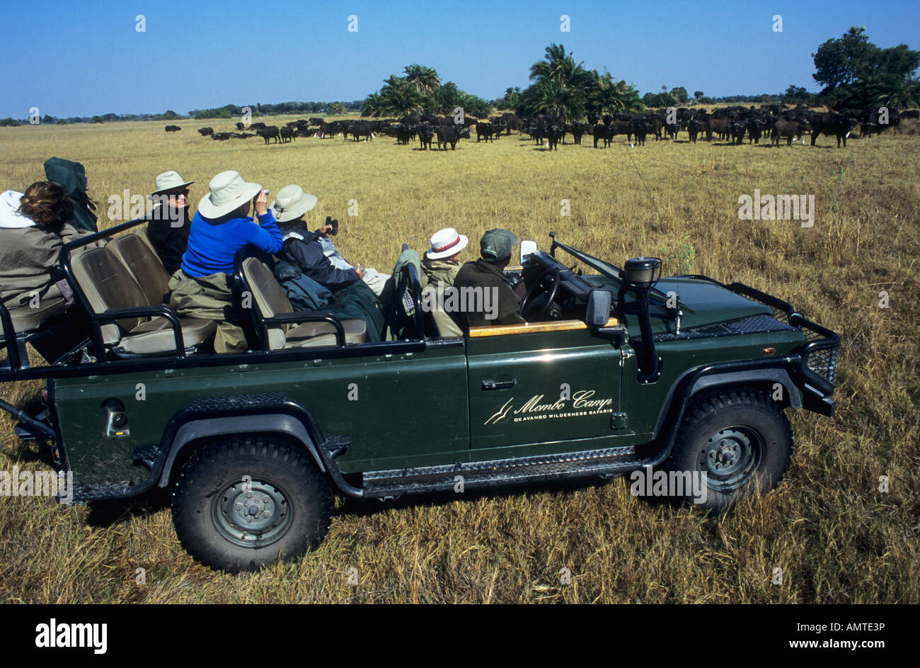 Game viewing vehicle with tourists watching herd of buffalo on the ...
