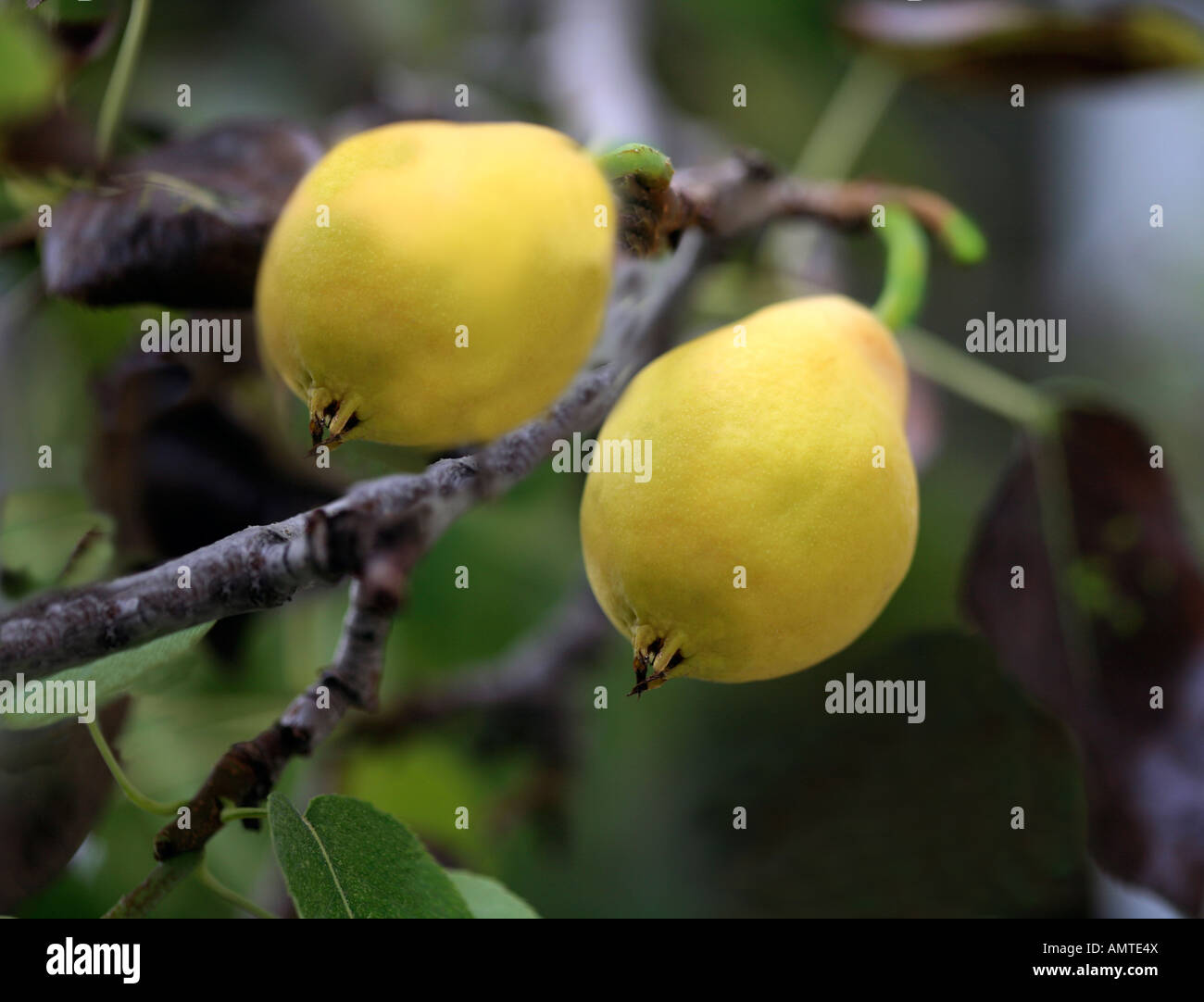 Two pears hanging in a tree Stock Photo - Alamy