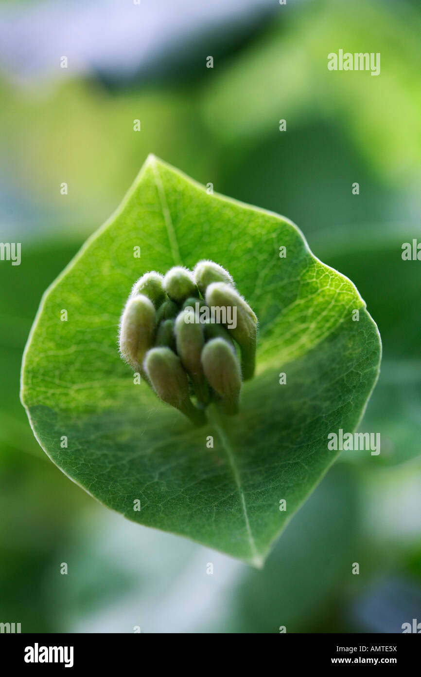 Honeysuckle Flower Pod Stock Photo - Alamy