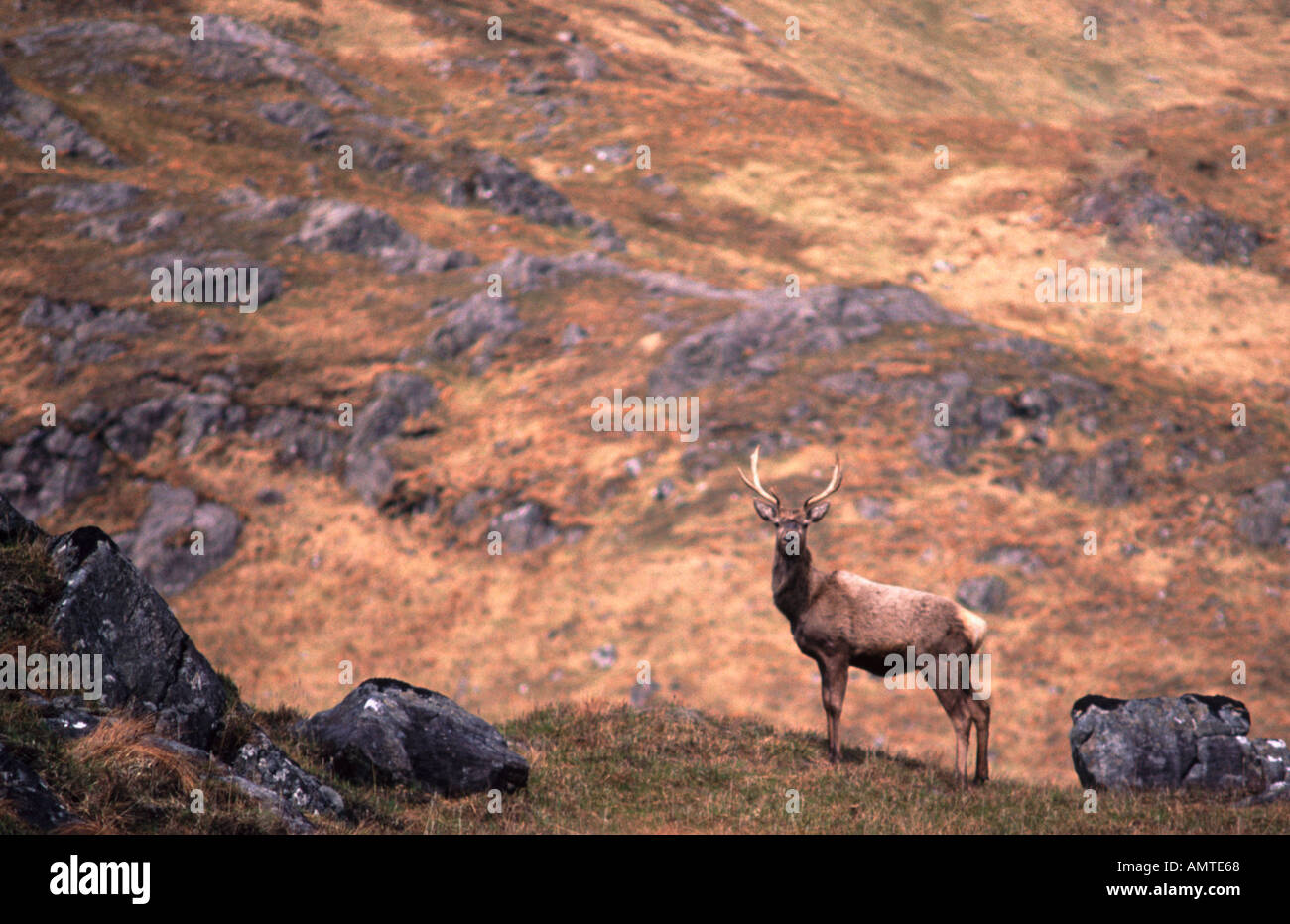 Wild red deer Scottish Highlands Stock Photo - Alamy