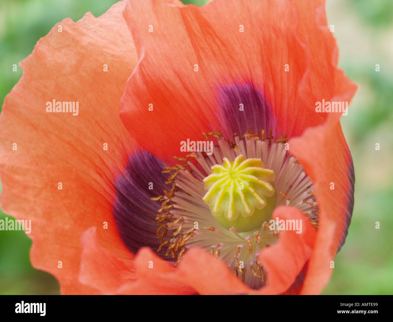 Red Poppy Flower Yellow Center High Resolution Stock Photography and ...