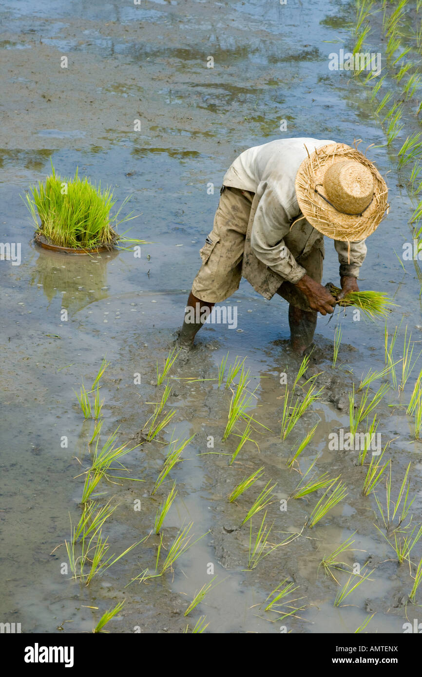 Farmer Planting Rice Field by Hand Bali Indonesia Stock Photo - Alamy