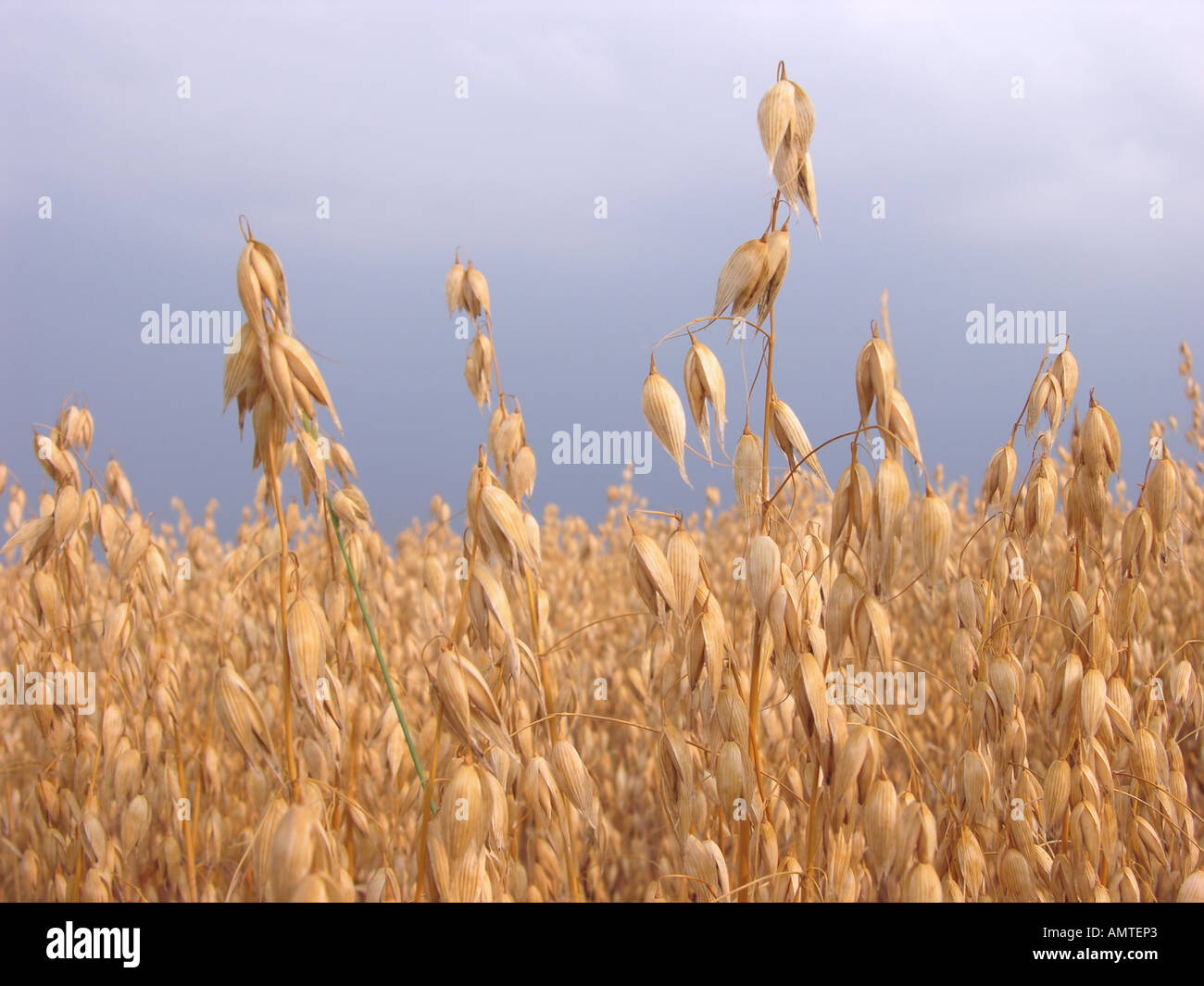 Field of oat ready for harvesting Stock Photo - Alamy