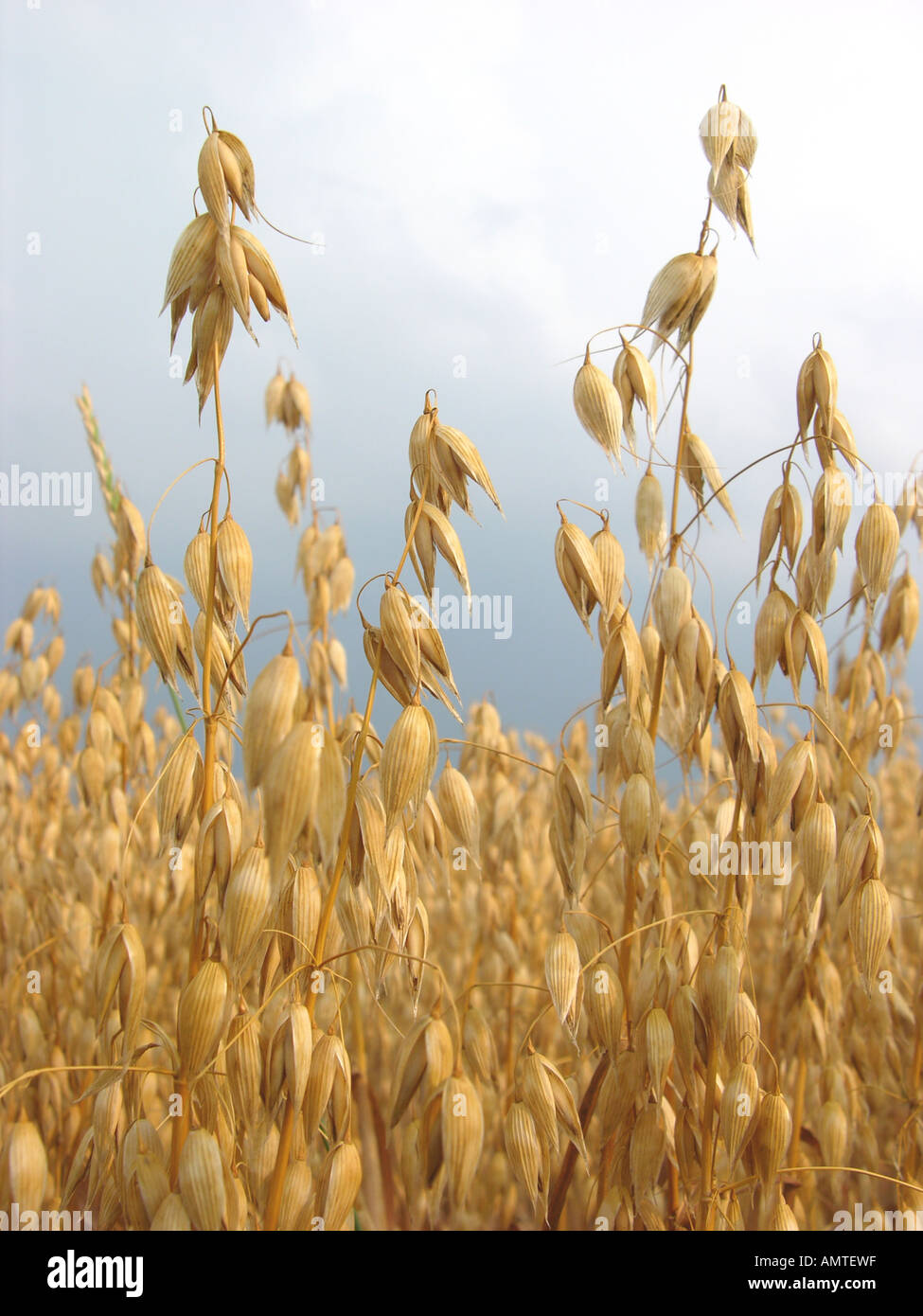 Field of oat ready for harvesting Stock Photo - Alamy