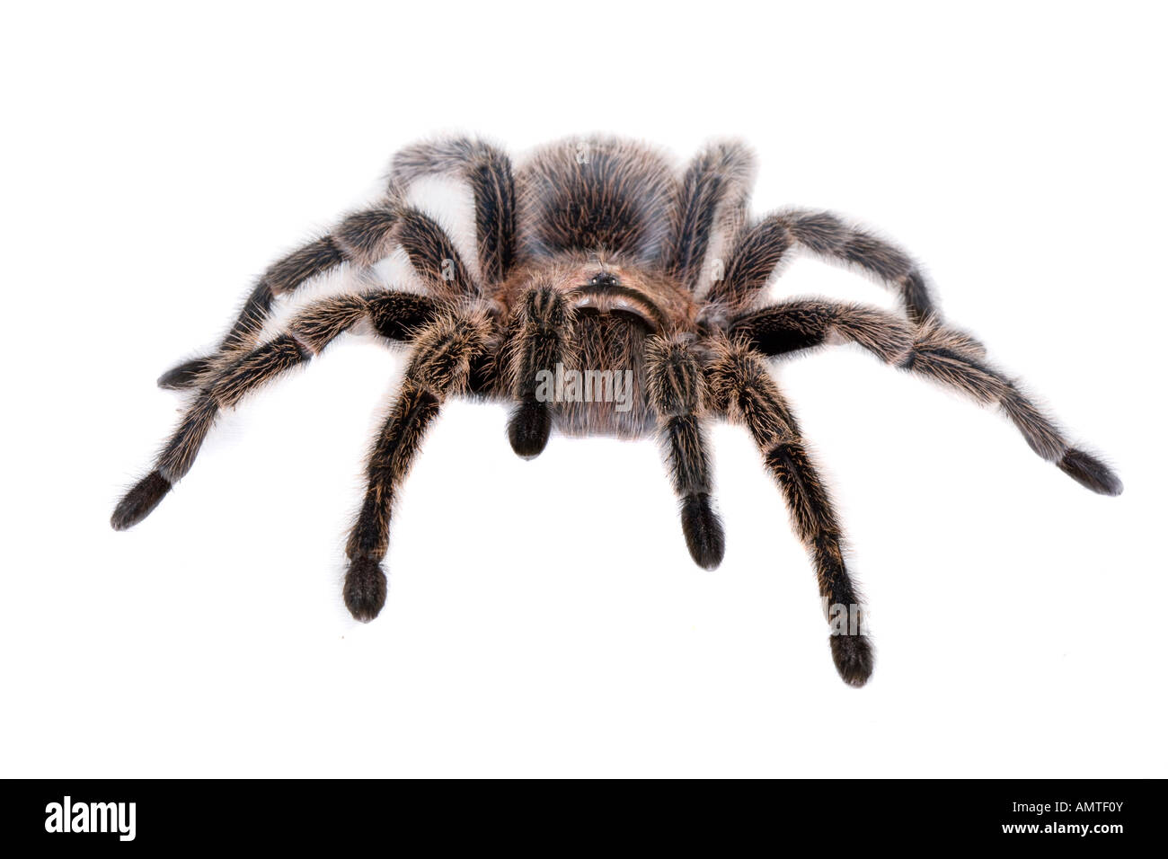 Big brown tarantula spider front view isolated on white background ...