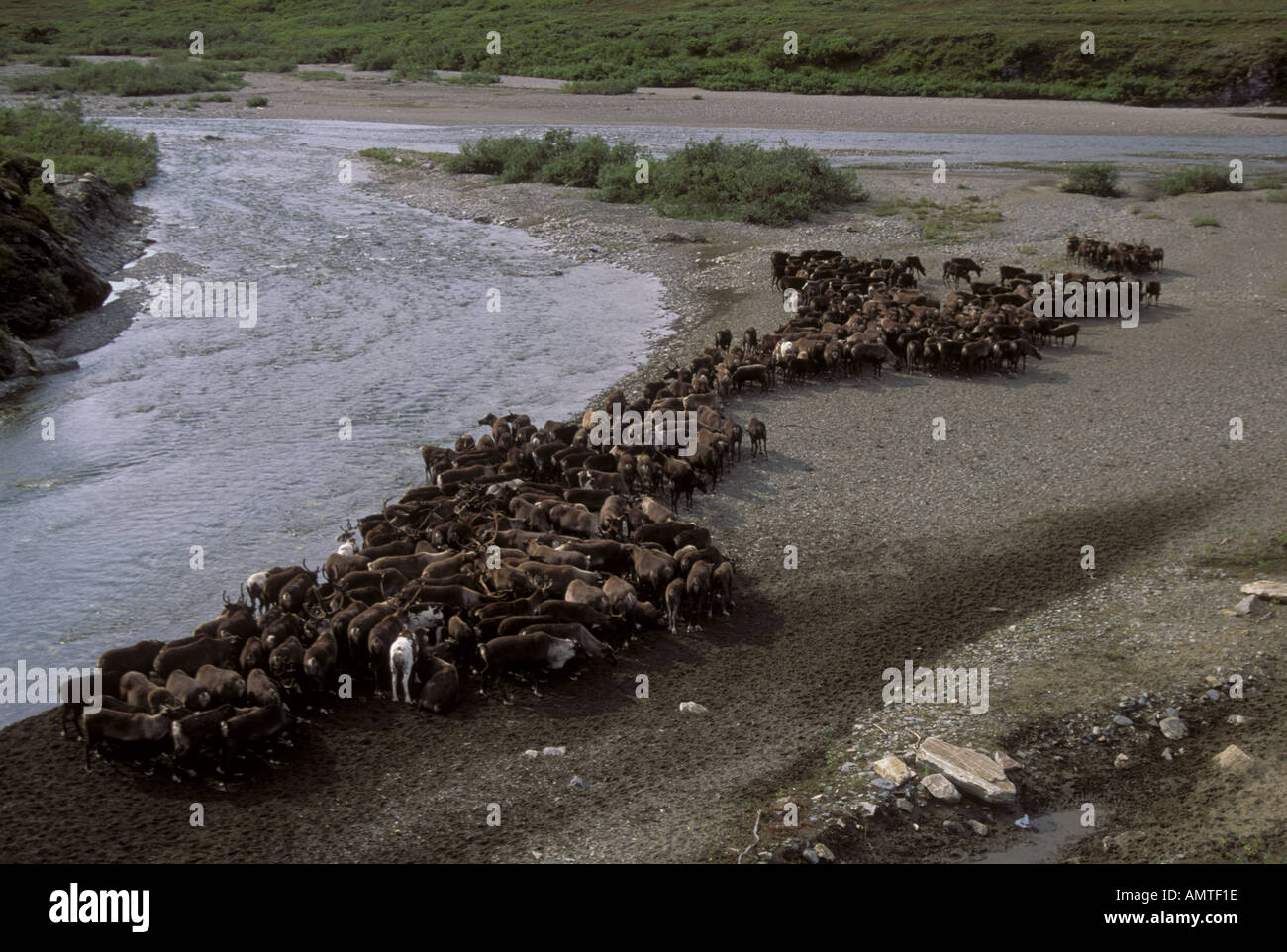 Reindeer herd along Solomon River Native Eskimo Inupiat Inuit owned ...