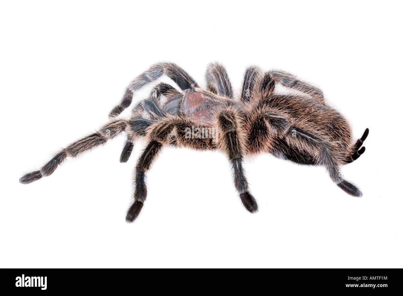 Big brown tarantula spider side view isolated on white background Stock ...