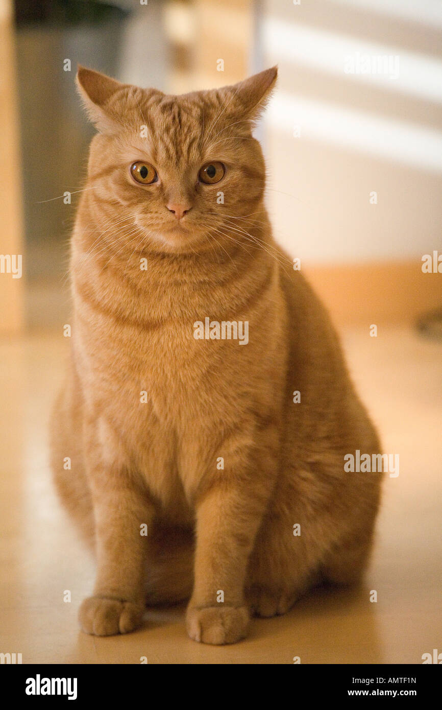 British shorthair ginger cat Stock Photo - Alamy