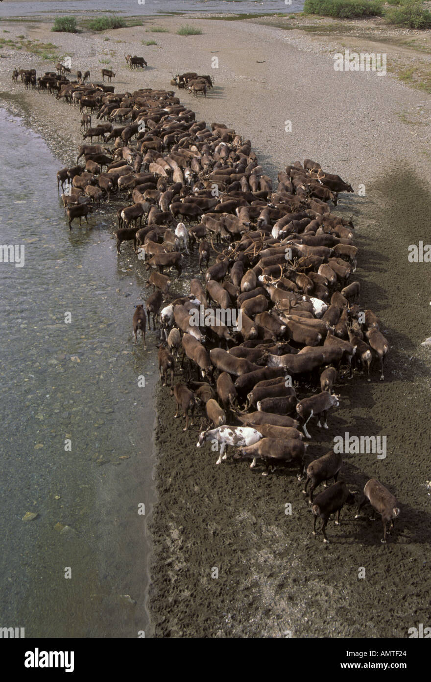 Reindeer herd along Solomon River Native Eskimo Inuopiat Inuit owned ...