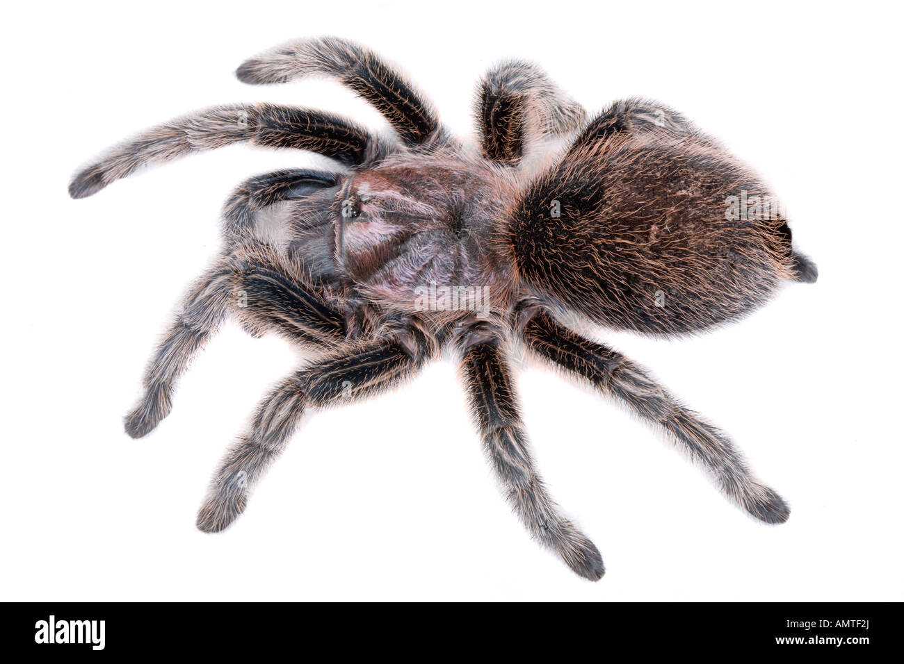 Big brown tarantula spider top view isolated on white background Stock ...