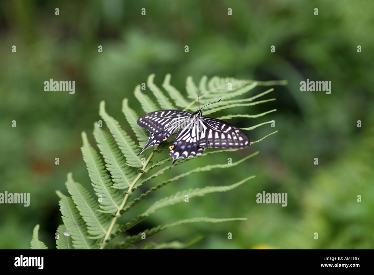 butterfly on fern Stock Photo - Alamy