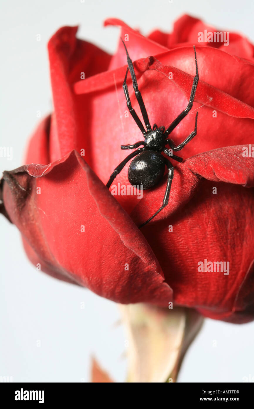 Black widow spider on red rose isolated on white background Stock Photo ...