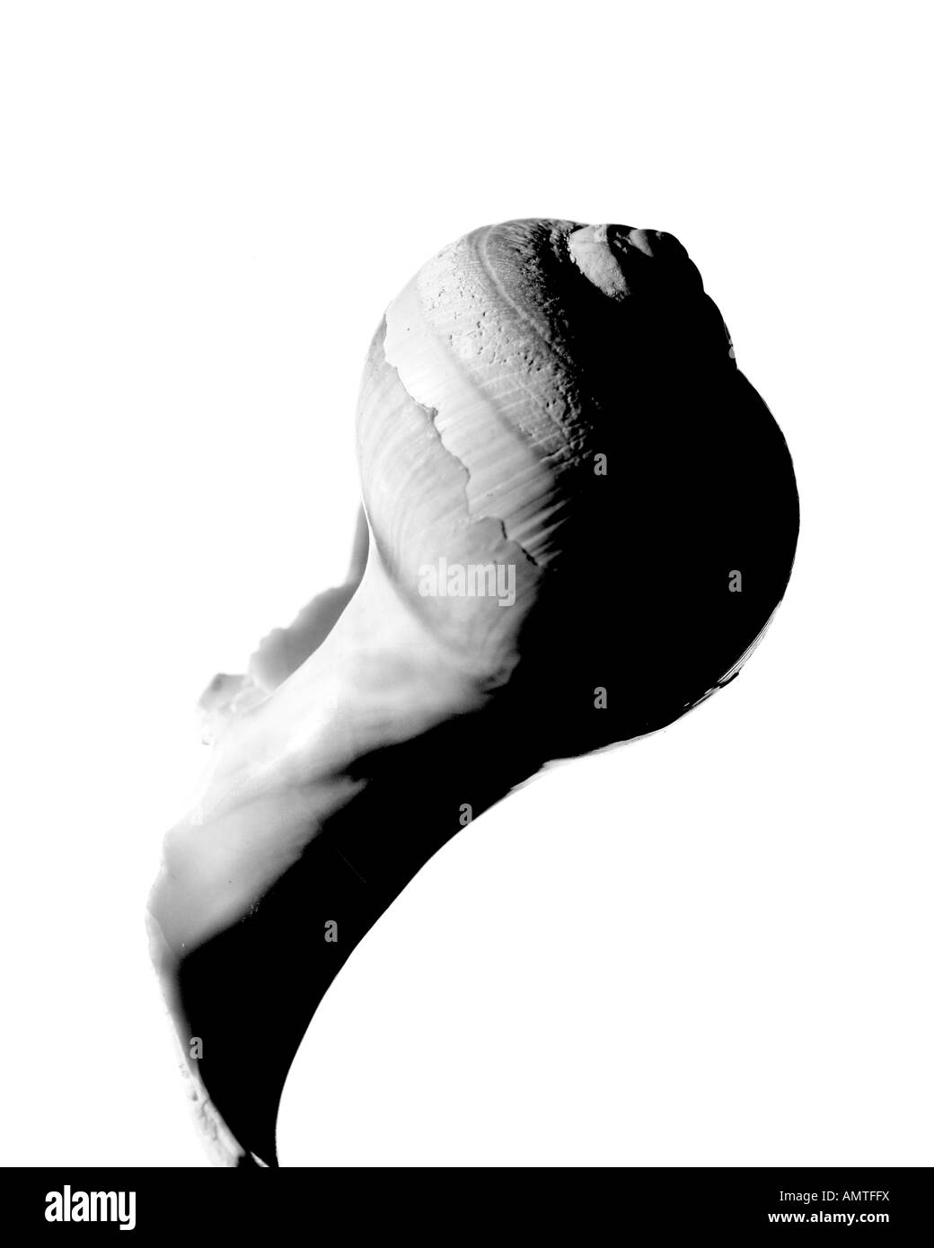 Shelling Cut Out Stock Images & Pictures - Alamy