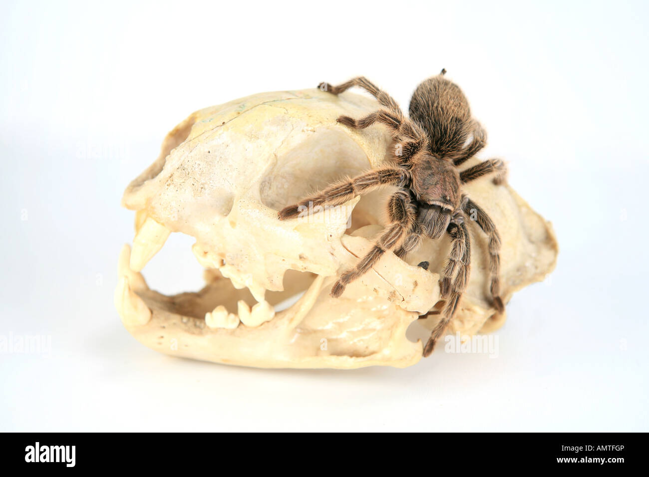 Big wild cat animal Cut Out Stock Images & Pictures - Alamy